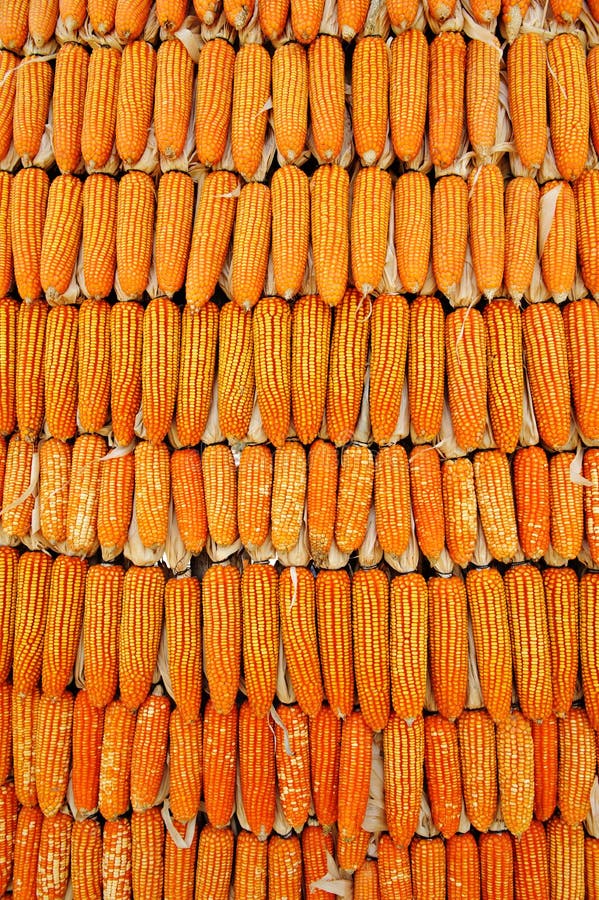 Big Grains of Ripe Corn Background Stock Photo - Image of background ...