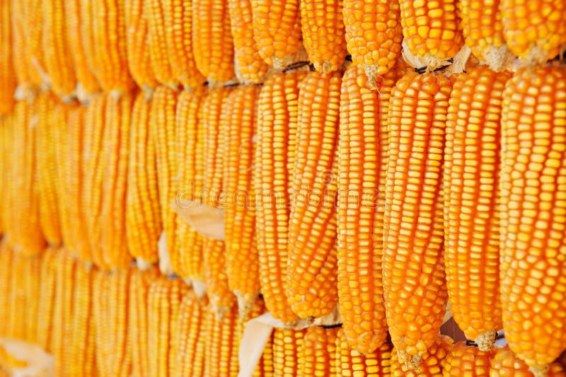 Big Grains of ripe corn stock photo. Image of countryside - 63738154