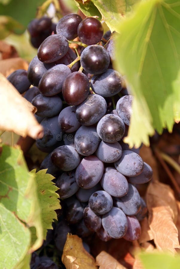Big grape and leaves stock image. Image of bunch, isolated - 3630057
