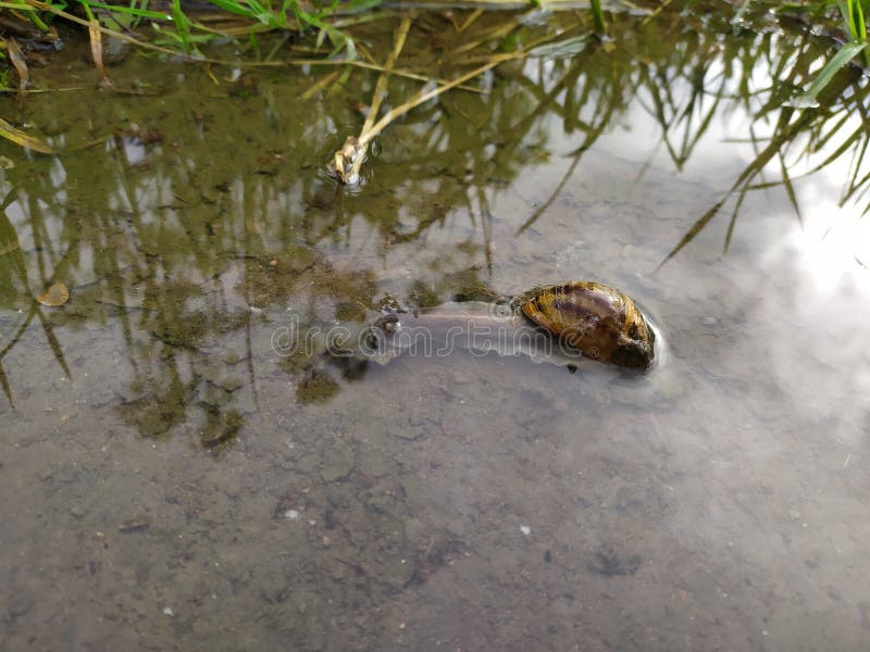 Drowning arm in puddle stock photo. Image of sink, nature - 68340828