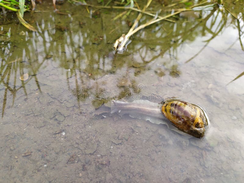 Drowning Puddle Stock Photos - Free & Royalty-Free Stock Photos from ...