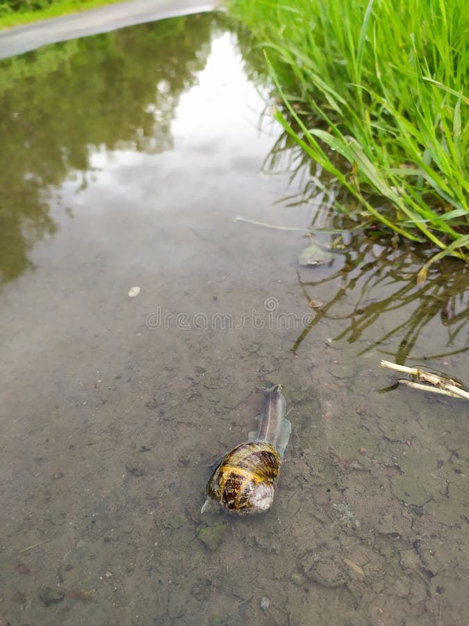 Drowning Puddle Stock Photos - Free & Royalty-Free Stock Photos from ...