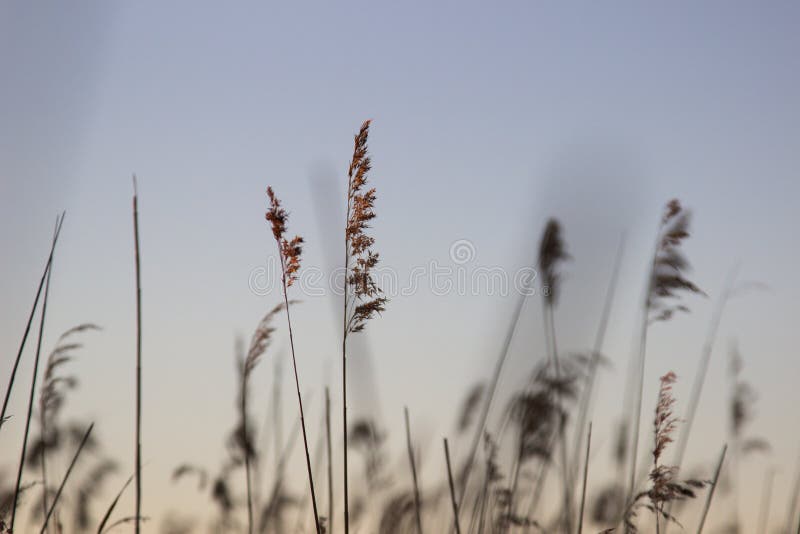 Grase stock photo. Image of kengarags, bridge, light - 142149708
