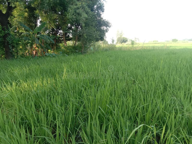 Big Grass Field in the Agricultural Field Stock Photo - Image of spring ...