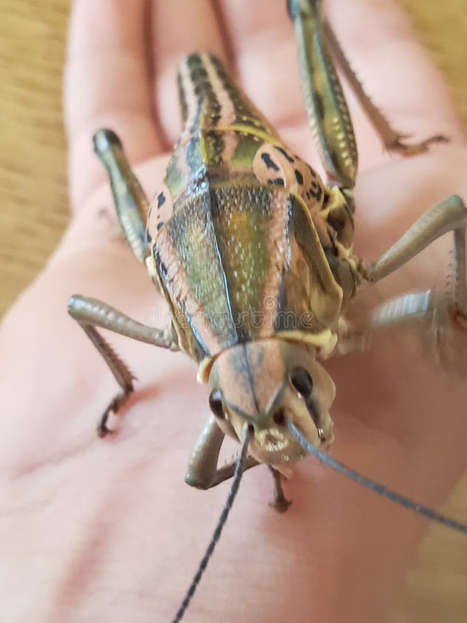 Big Grass Hopper stock photo. Image of green, hopper - 151487536