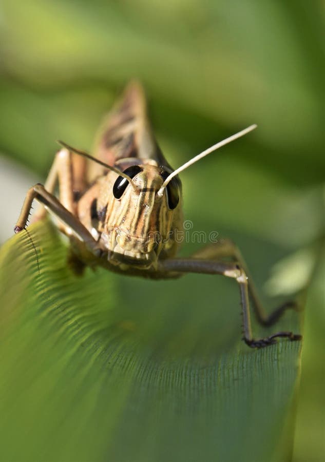 A big Grasshopper stock photo. Image of grasshopper - 255255906