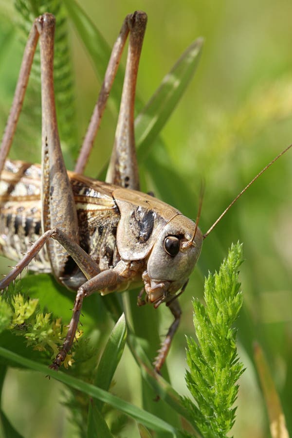 Big grasshopper stock image. Image of leaf, nature, grass - 25924239