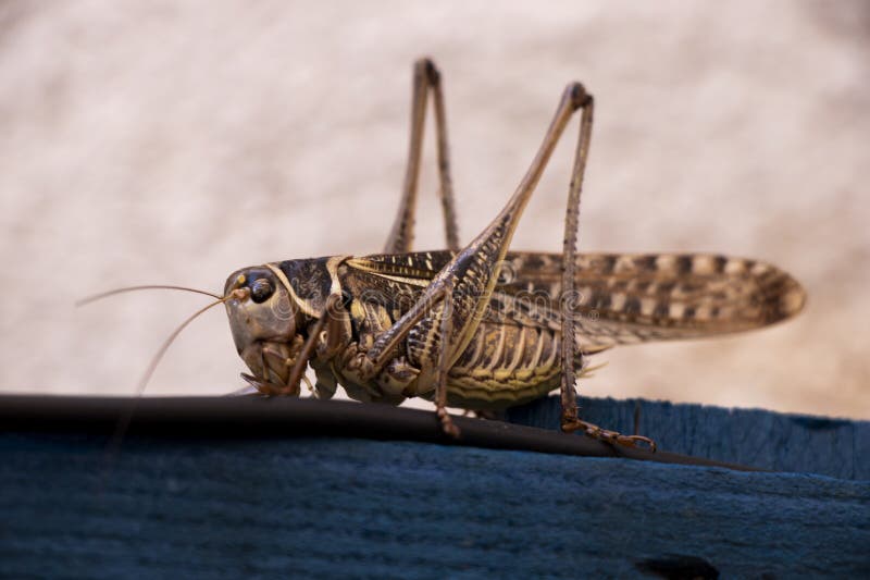 The Big Grasshopper on Blue Background Stock Photo - Image of blue ...