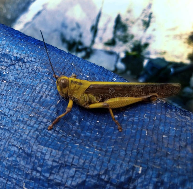Grasshopper at Blue Plastic Stock Photo - Image of blue, grasshopper ...