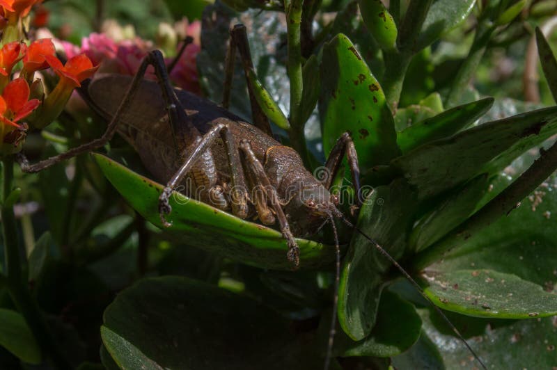 Smell Grasshopper Stock Photos - Free & Royalty-Free Stock Photos from ...