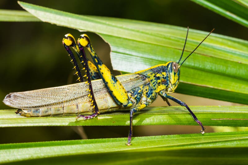 Big Grasshopper stock image. Image of jump, macro, hopper - 30387141