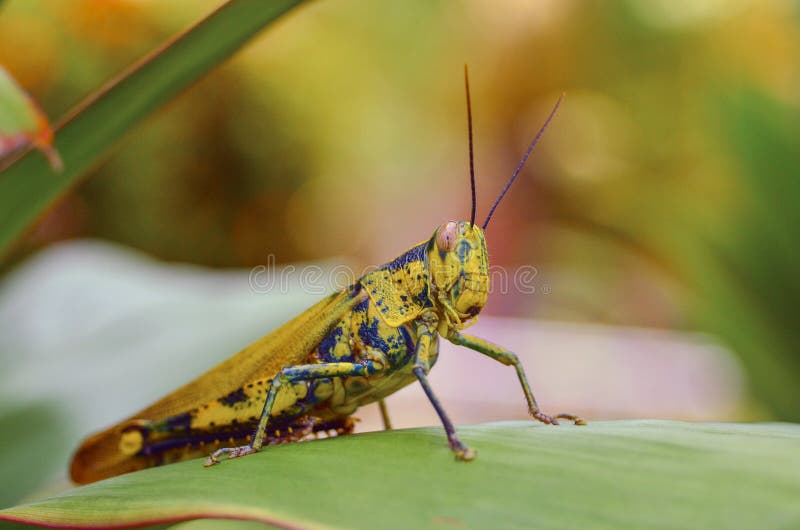 Grasshopper looks on stock image. Image of detail, nature - 138085333