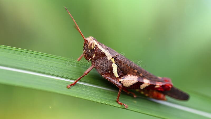 Macro Photography of a Big Multicolored Motley Grasshopper Resting on a ...