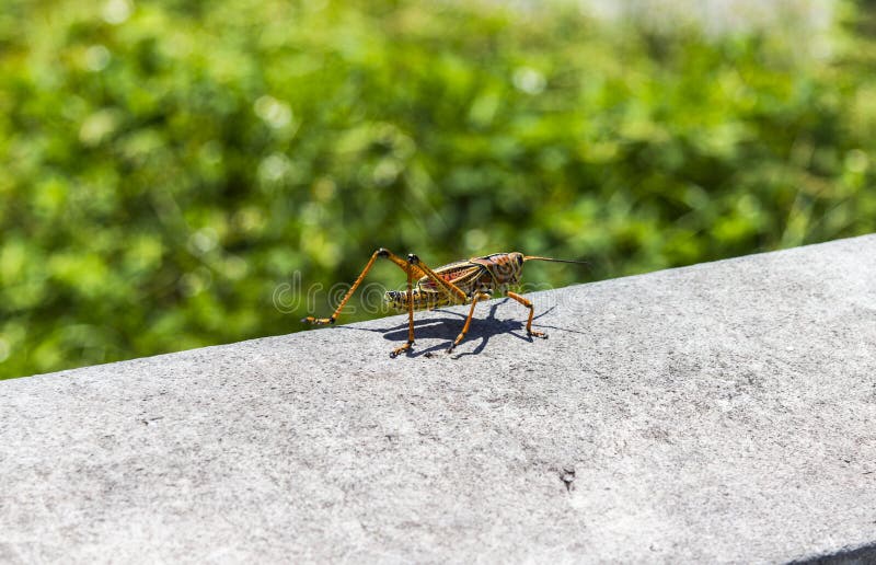 Big Grasshopper on Stone in Florida Stock Photo - Image of cypress ...
