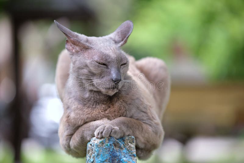Big Gray Angry Looking Sphinx Breed Stray Cat Resting on Steet Outdoors ...