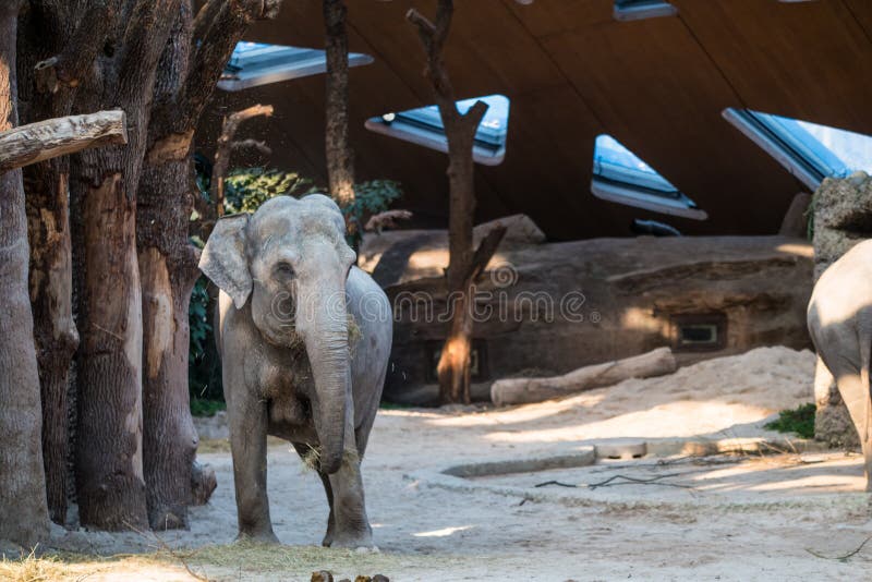 Big, Gray Animal Standing in Front of Trees Stock Image - Image of ...