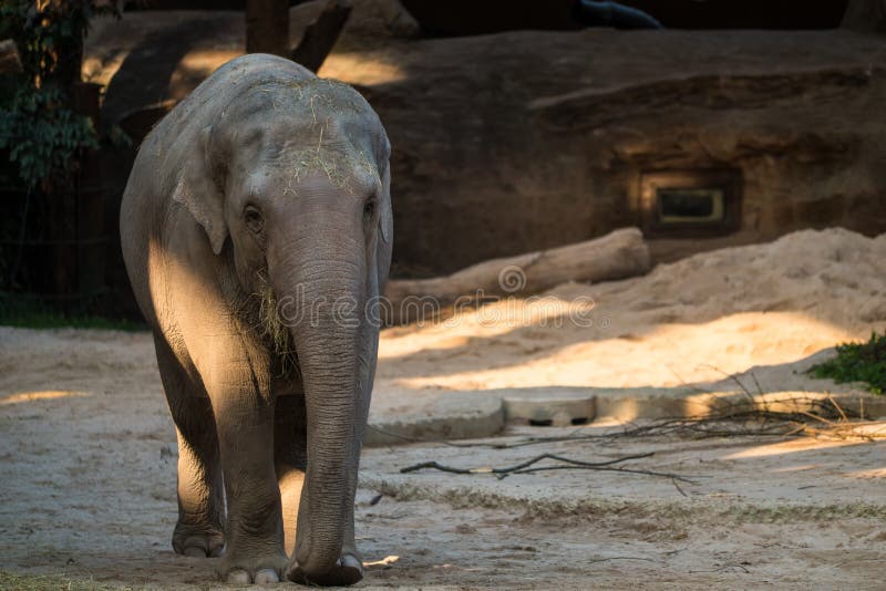 Big, Gray Animal Standing in Front of Trees Stock Photo - Image of ...