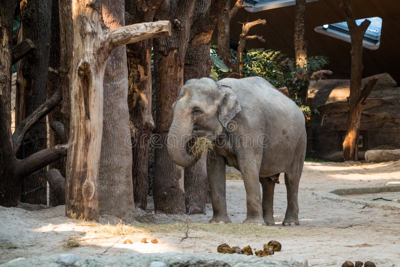 Big, Gray Animal Standing in Front of Trees with Straw in Its Tr Stock ...