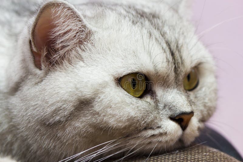 Big gray cat stock photo. Image of playful, animal, hair - 45777328