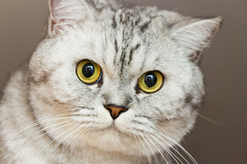 Big gray cat stock photo. Image of kitty, mammal, background - 46035374