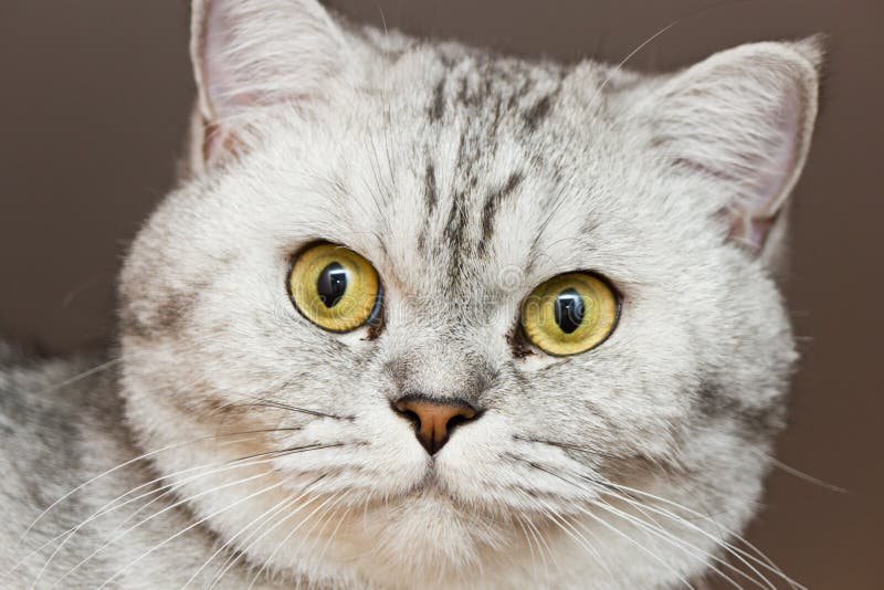 Big gray cat stock image. Image of cats, nose, kitten - 46035393