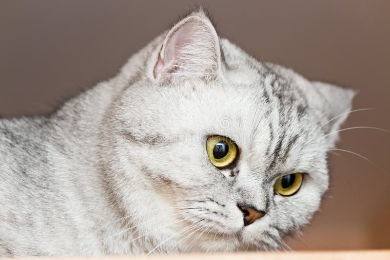 Big gray cat stock image. Image of eyes, collar, background - 46035409