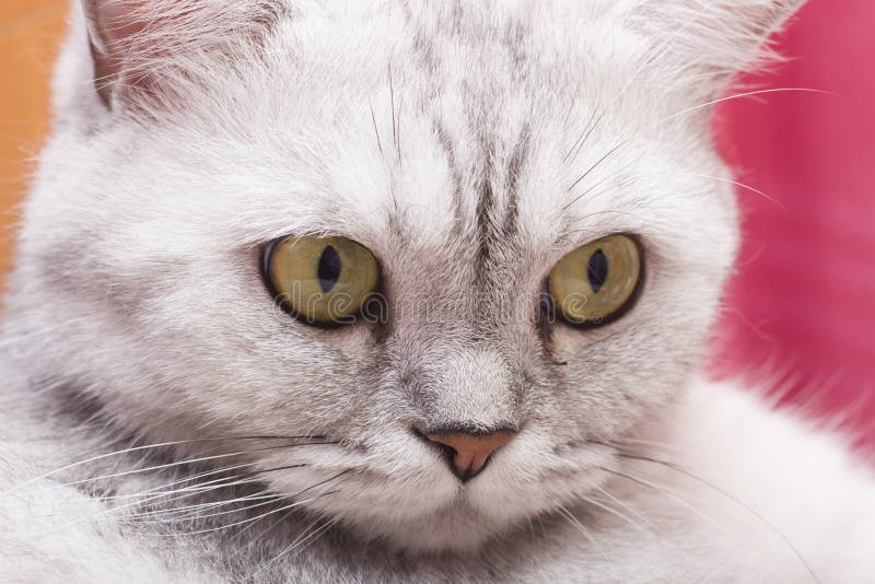 Big gray cat stock photo. Image of nature, fluffy, head - 70887808