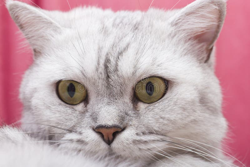 Big gray cat stock photo. Image of blue, furry, green - 70888584