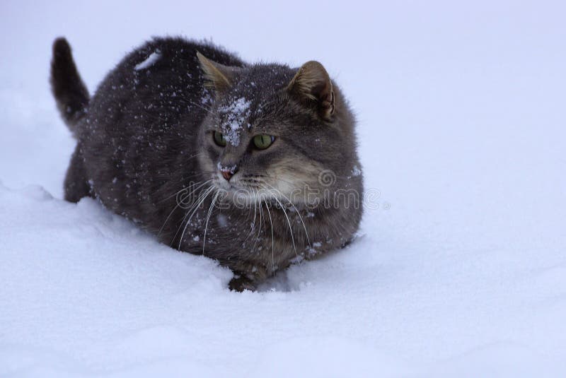 Big Gray Cat Walking on White Snow on the Street Stock Photo - Image of ...