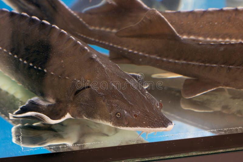 247 Caviar Fisherman Stock Photos - Free & Royalty-Free Stock Photos ...