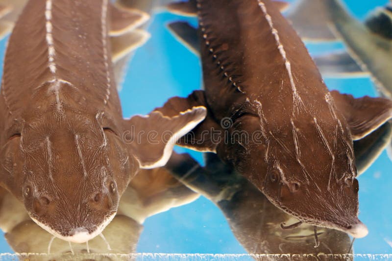 247 Caviar Fisherman Stock Photos - Free & Royalty-Free Stock Photos ...