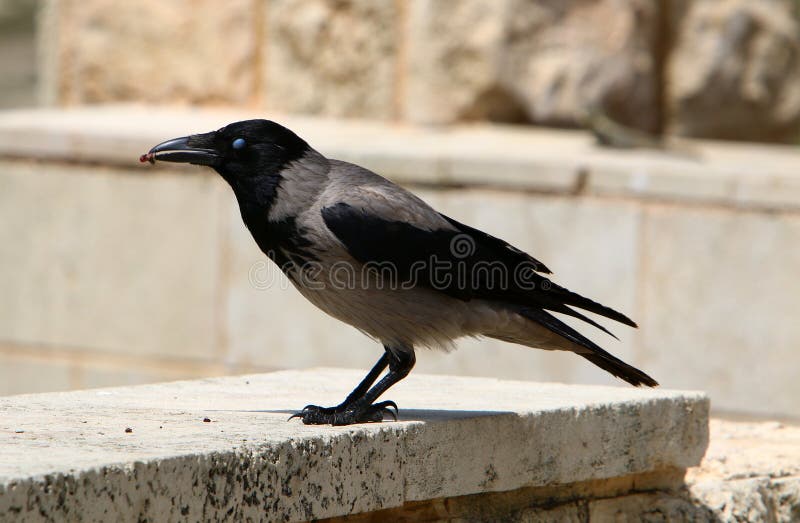 Big Gray Crow Lives on the Beach Stock Image - Image of morning, water ...