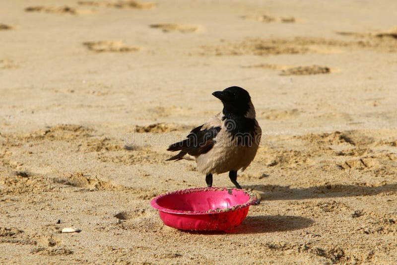 Big Gray Crow Lives on the Beach Stock Image - Image of beach, crow ...