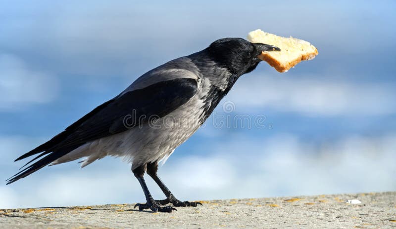 Big Gray Crow with Big Piece of Bread Stock Image - Image of closeup ...