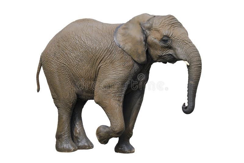 Gray Elephant stock image. Image of heavy, gray, thick - 1216589