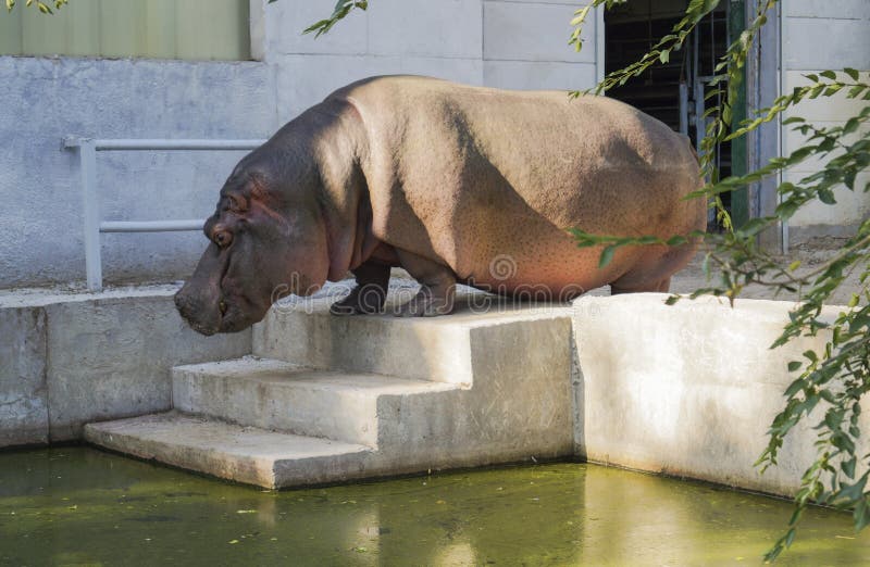 947 Gray Hippo Stock Photos - Free & Royalty-Free Stock Photos from ...