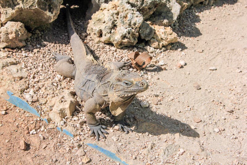 Gray iguana stock photo. Image of lagarto, iguana, wild - 19891044