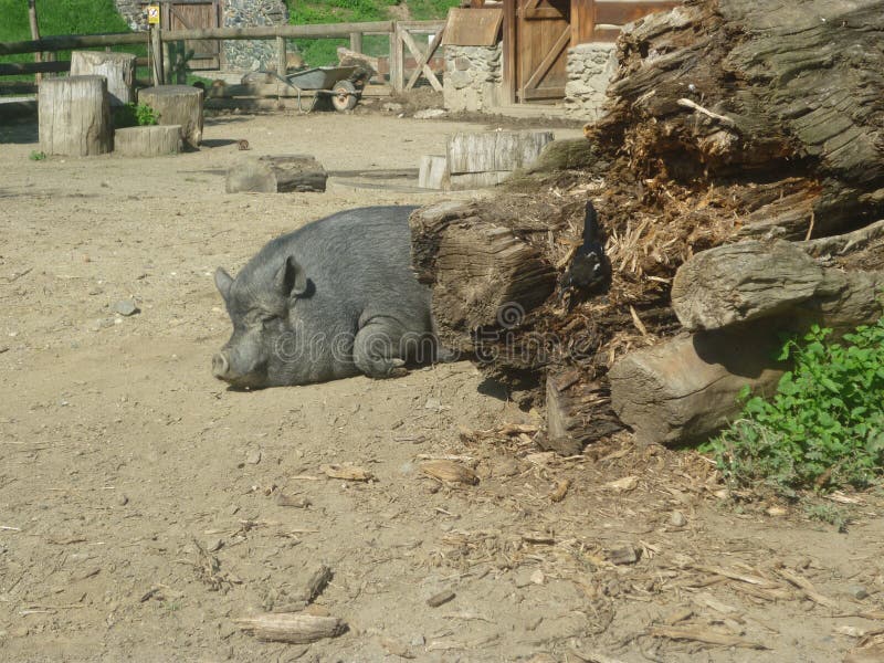 Big gray pig stock image. Image of boar, mammal, lying - 68777555