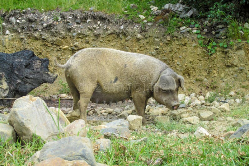 Big gray pig stock image. Image of agriculture, nature - 93377481