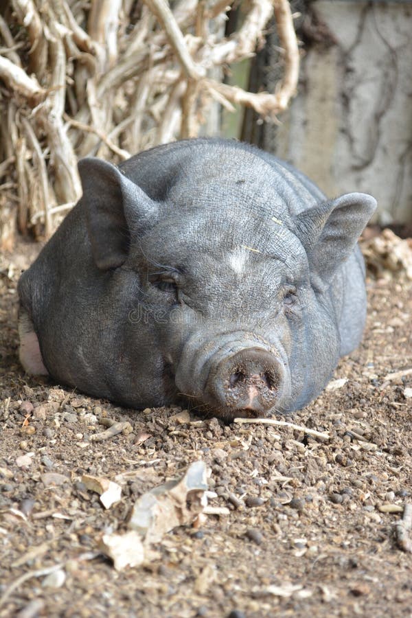 Big gray pig napping stock photo. Image of napping, gray - 157926734