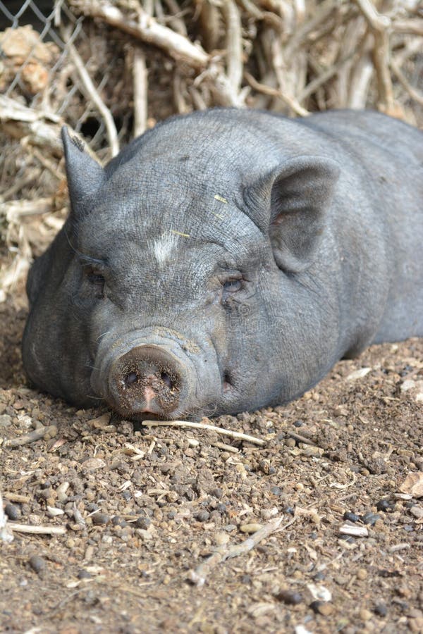 Big gray pig napping stock photo. Image of napping, gray - 157926734