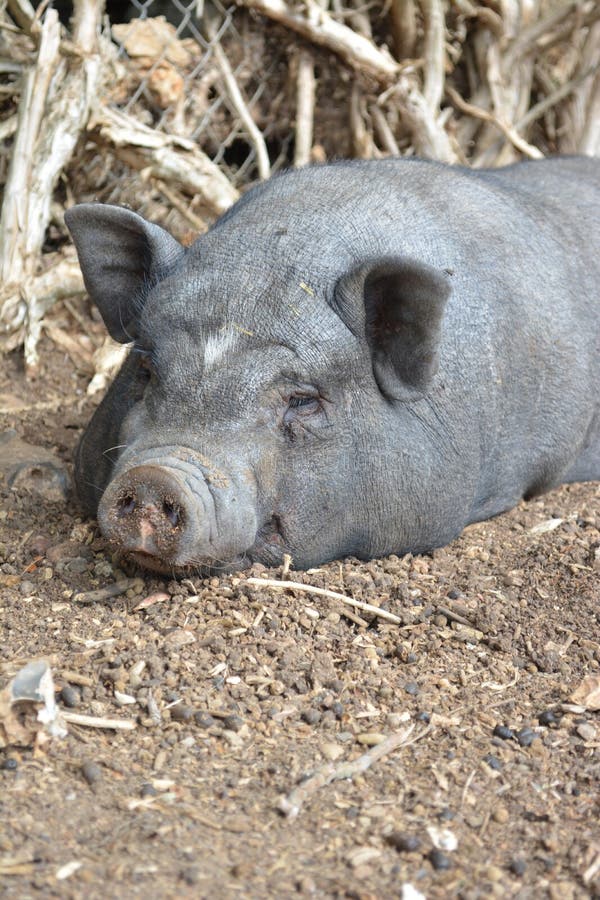 Big gray pig napping stock image. Image of snout, animal - 157927253