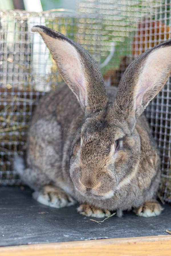 Big Gray Rabbit Breed Vander in a Cage Close Up. Breeding Rabbits on ...