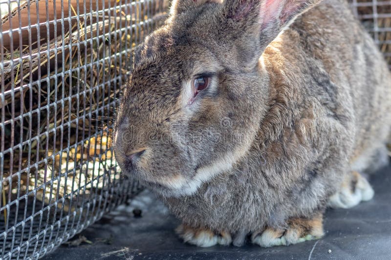 Big Gray Rabbit Breed Vander in a Cage Close Up. Breeding Rabbits on ...