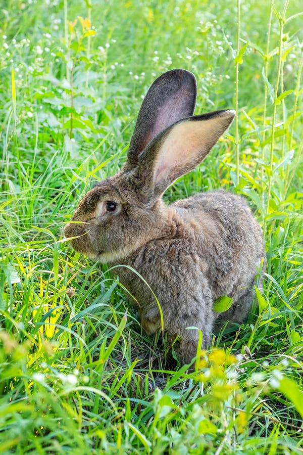Big Gray Rabbit Breed Vander on the Green Grass. Rabbit Eats Grass ...
