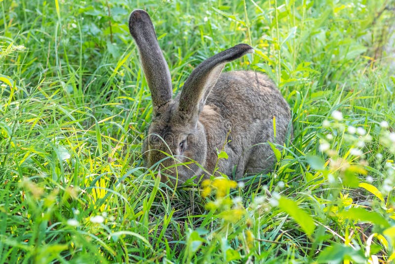 Big Gray Rabbit Breed Vander on the Green Grass. Rabbit Eats Grass ...
