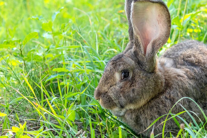 Big Gray Rabbit Breed Vander on the Green Grass. Rabbit Eats Grass ...