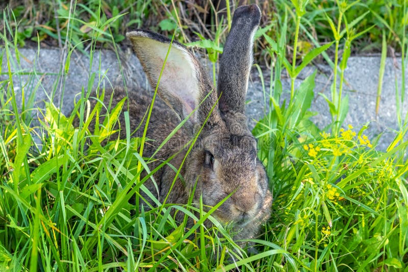 Big Gray Rabbit Breed Vander in a Cage Close Up. Breeding Rabbits on ...
