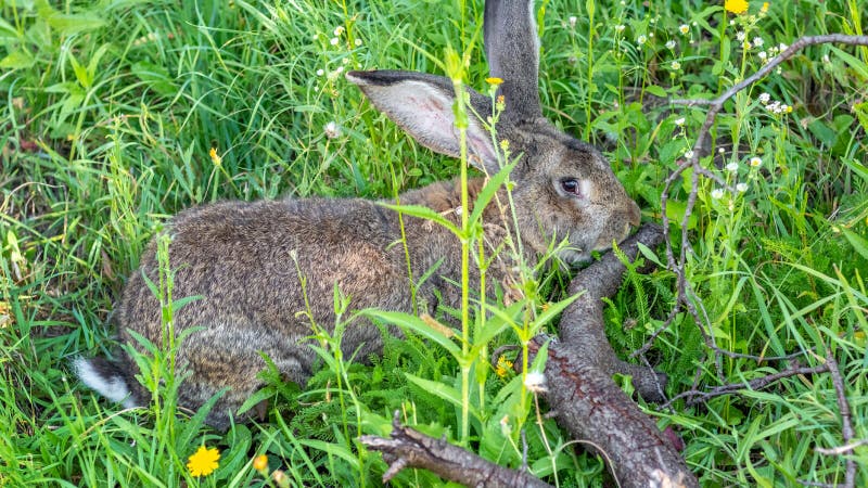 Big Gray Rabbit Breed Vander on the Green Grass. Rabbit Eats Grass ...