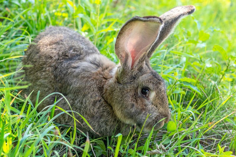 Big Gray Rabbit Breed Vander on the Green Grass. Rabbit Eats Grass ...